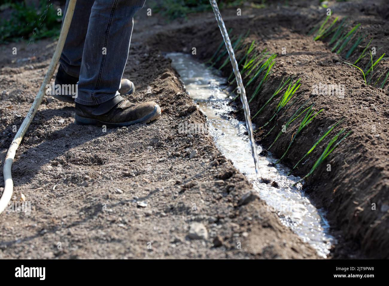 unrecognisable man watering the canals where he is planting leeks ...