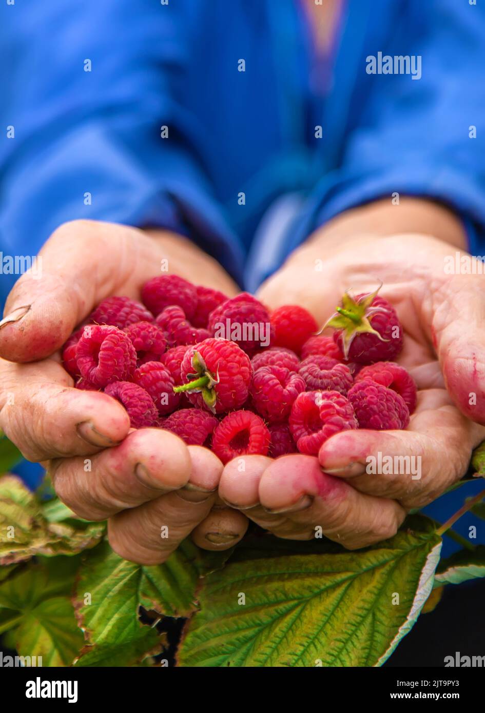Magnesium deficiency leaves hi-res stock photography and images - Alamy