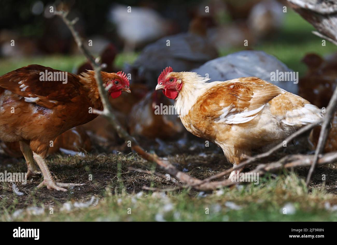 Ekologisk uppfodning hi-res stock photography and images - Alamy