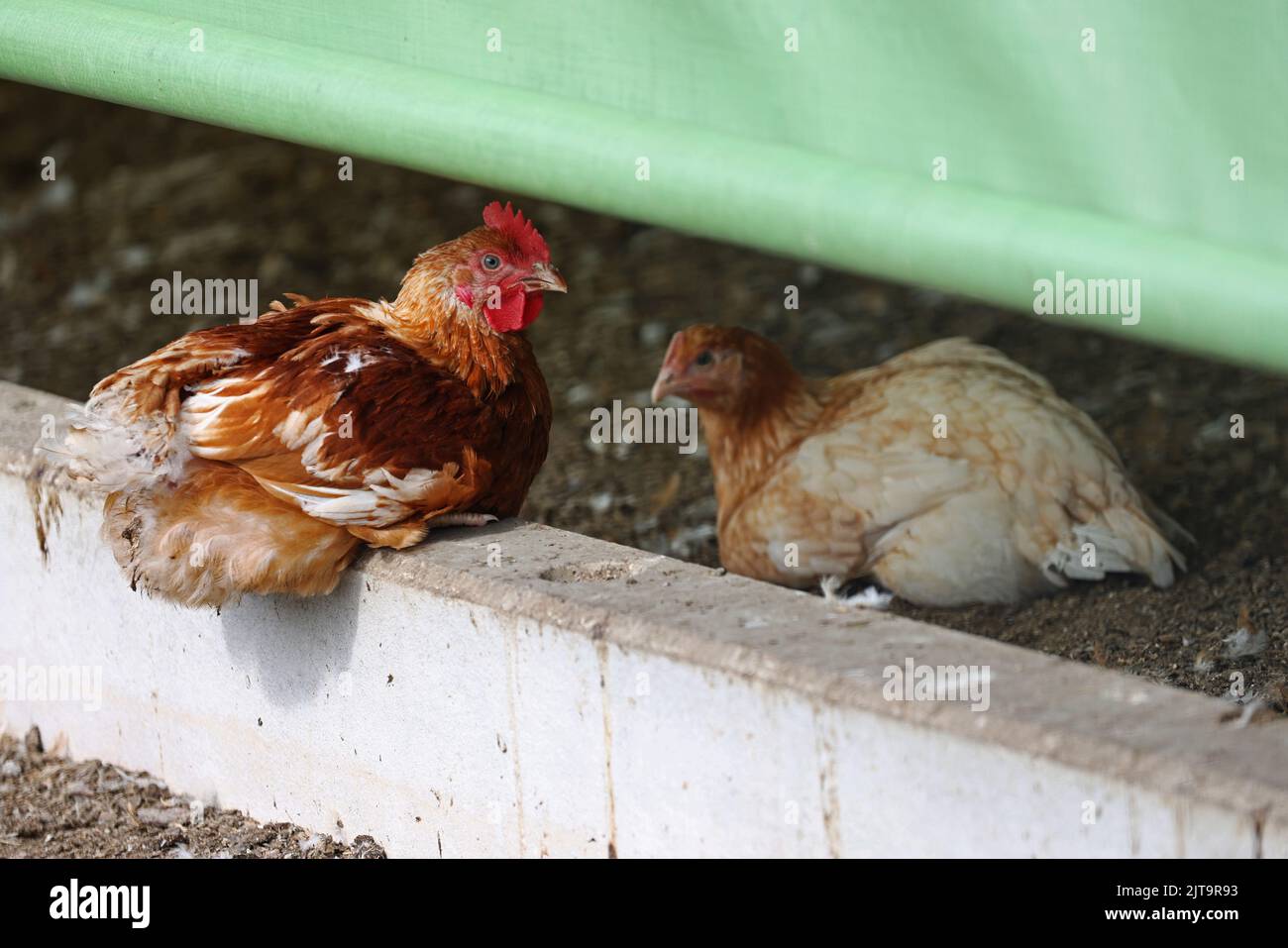 Raising organic chickens on a chicken farm Stock Photo - Alamy