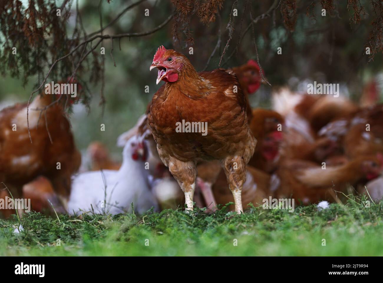 Raising organic chickens on a chicken farm Stock Photo - Alamy