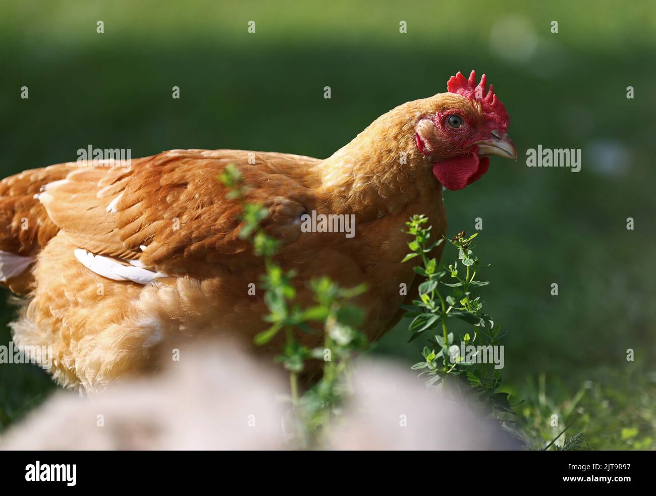 Raising organic chickens on a chicken farm Stock Photo - Alamy