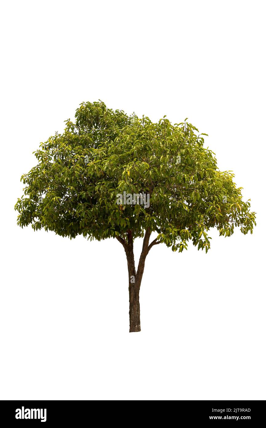 A big tree isolated on white background Stock Photo - Alamy