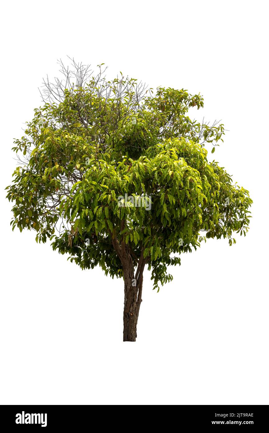 A big tree isolated on white background Stock Photo - Alamy