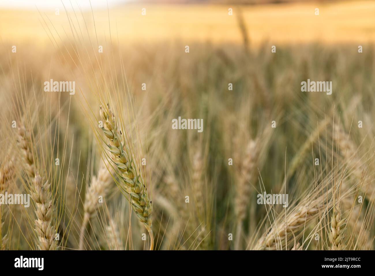 Close-up Barley in the field with sunny day. Beautiful nature and fresh ...