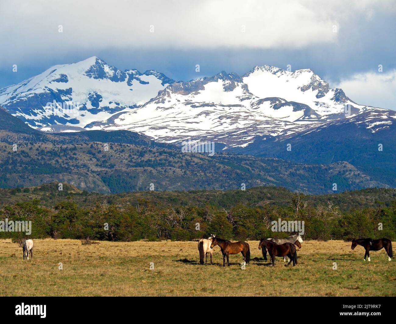Wild horses at Torres del Paine national park, Patagonia, Chile. Andes ...