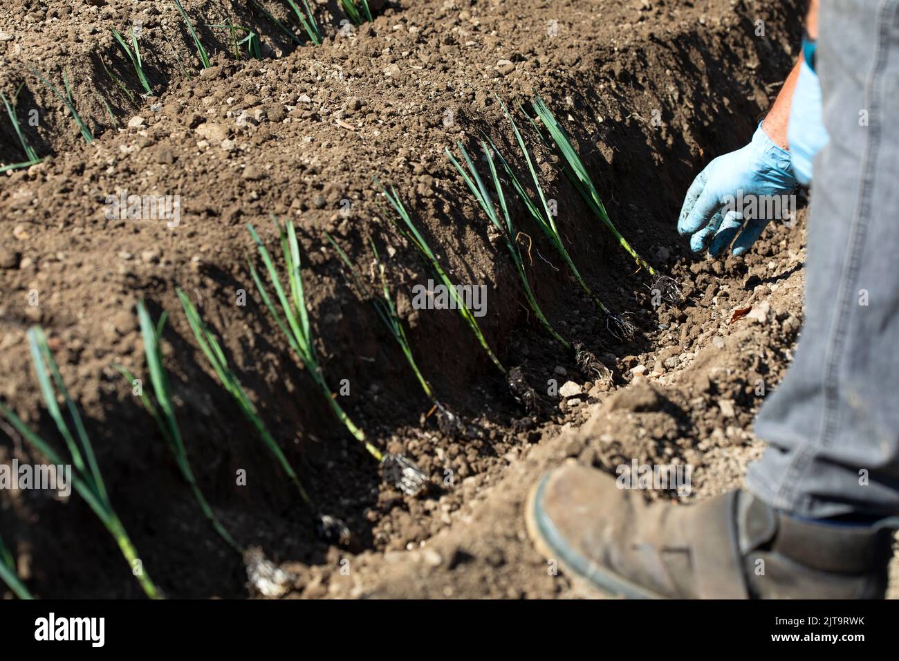 close-up of a man putting a leek plant in his vegetable garden. rural ...