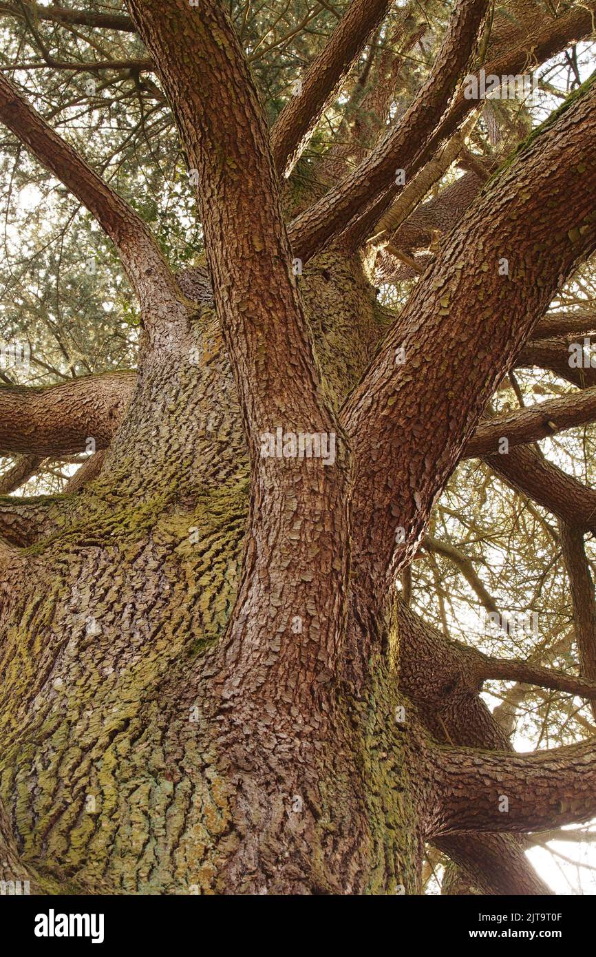 Looking up the trunk of an evergreen tree in the springtime sunshine ...