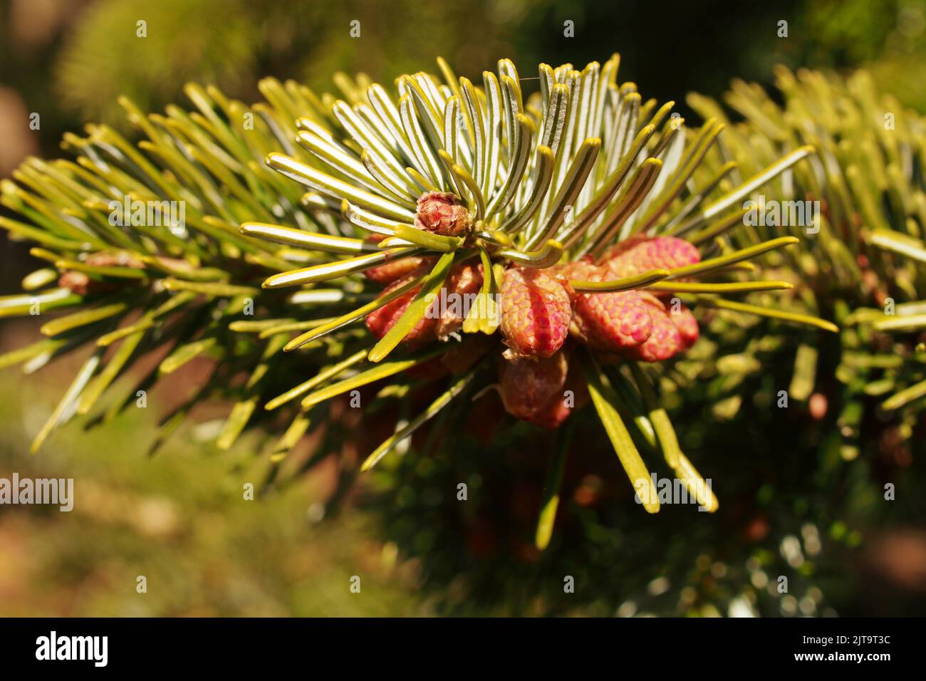 New growth pine tree hi-res stock photography and images - Alamy