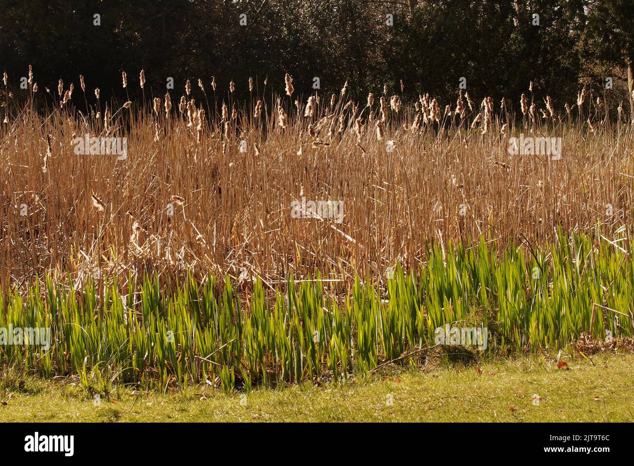 A view of fenland reeds growing round a pond in Brandon Country Park ...
