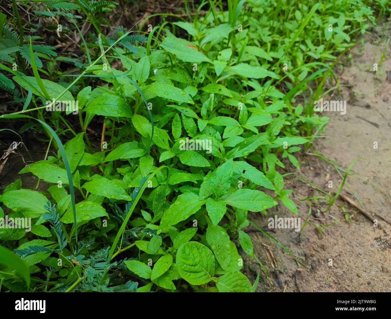 Daisy Trailing Eclipta Bhringaraj Kesharaj Eclipta Prostrata Bhangaro ...