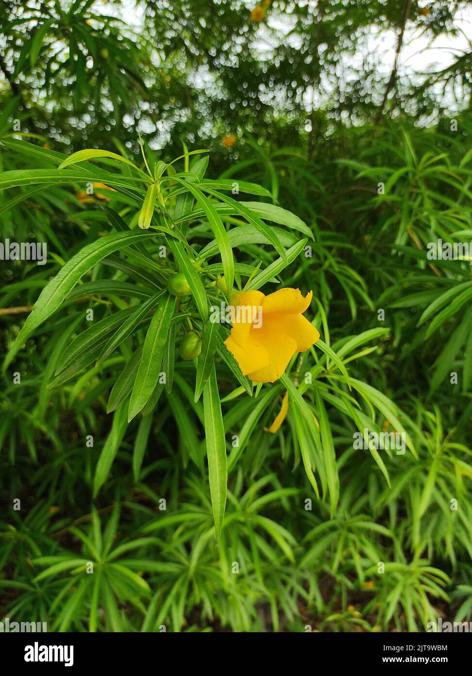 Rose Laurel Several South Sea Rose Sweet scented Oleander Kaner Kanel ...