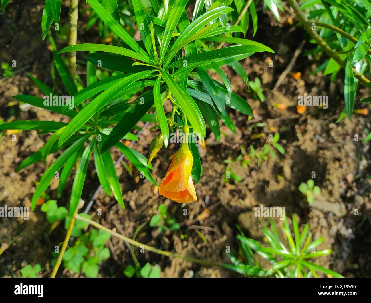 Sevvarali hi-res stock photography and images - Alamy