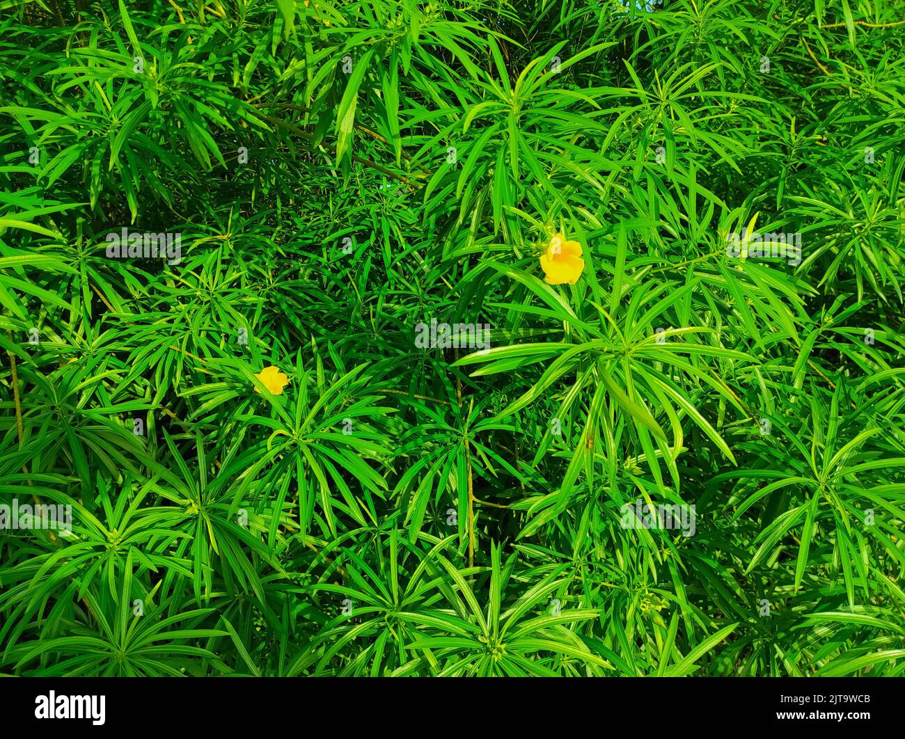 ARose Laurel Several South Sea Rose Sweet scented Oleander Kaner Kanel ...