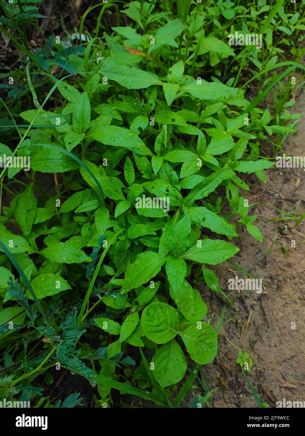 Daisy Trailing Eclipta Bhringaraj Kesharaj Eclipta Prostrata Bhangaro ...