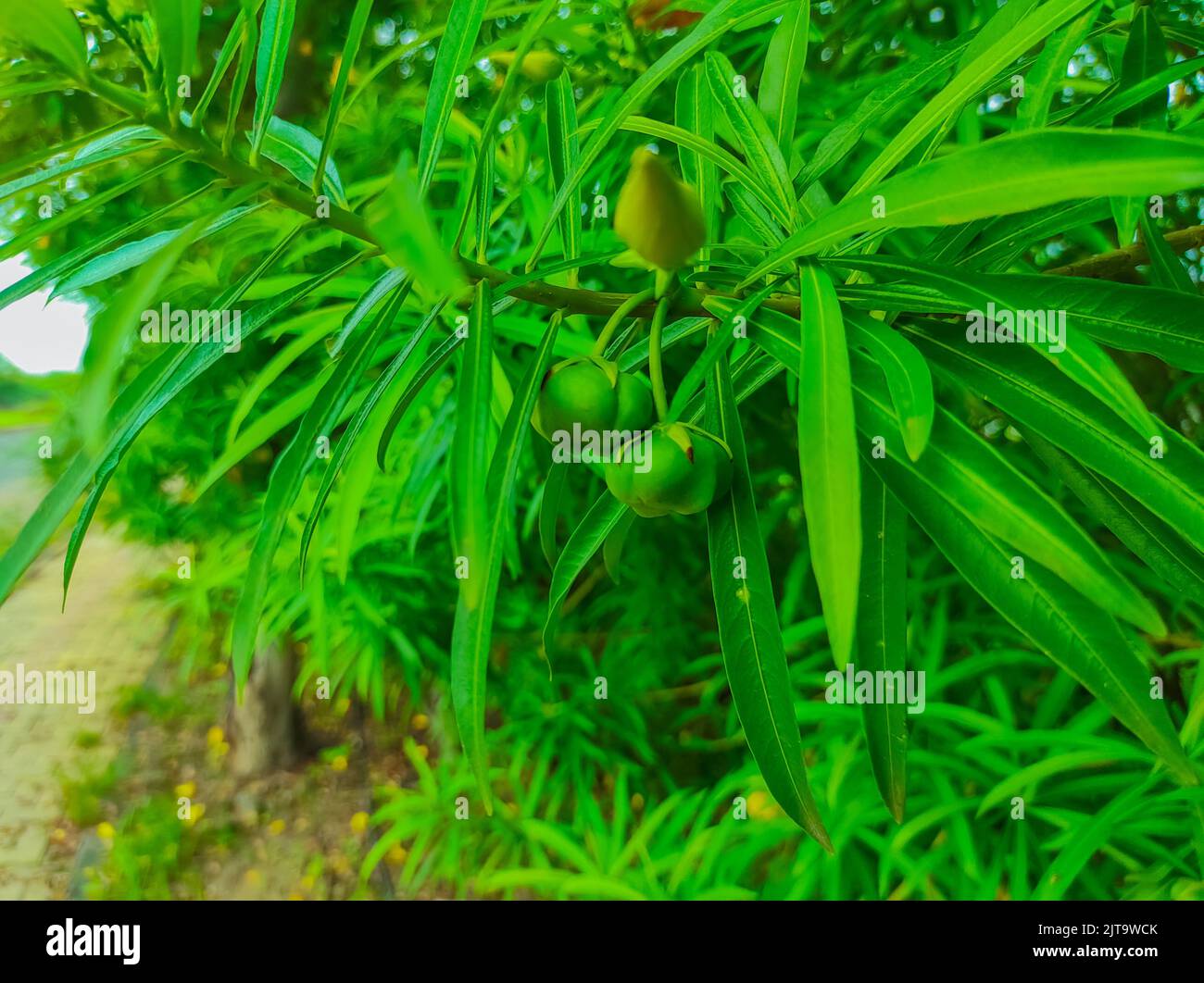 A Beautiful Shot Of Kaner Nerium Oleander Apocynoideae Rose Laurel ...