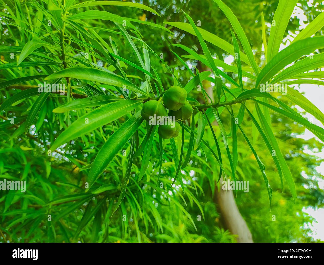 A Beautiful Shot Of Kaner Nerium Oleander Apocynoideae Rose Laurel ...