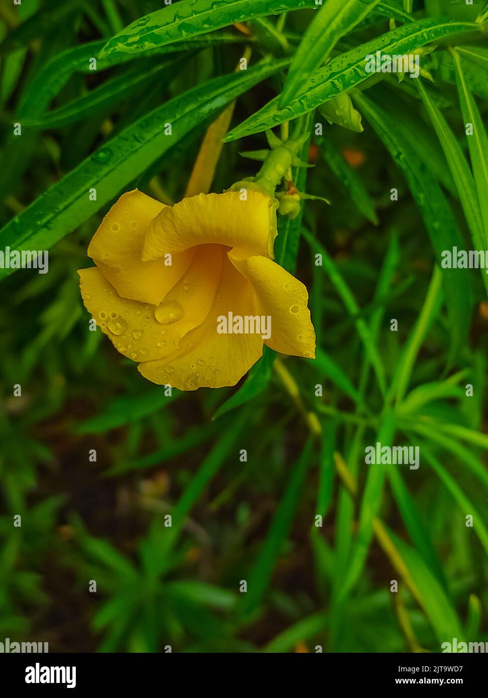 Odagannerucettu hi-res stock photography and images - Alamy