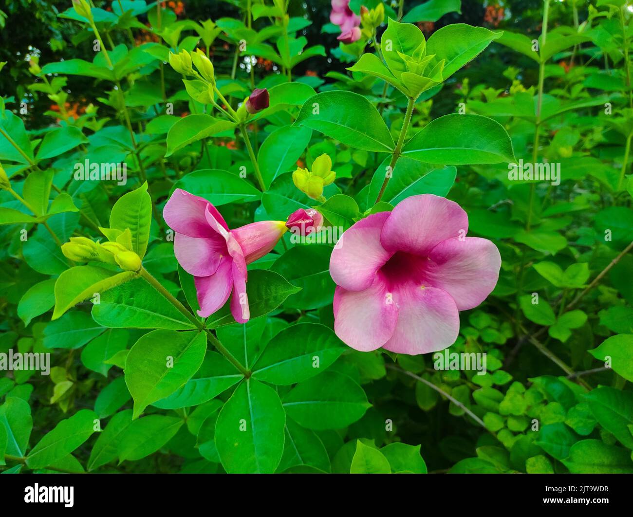 A Harkakra Arasinhu Kolaambi Allenandatheega Pivlee Ghunti Allamanda ...