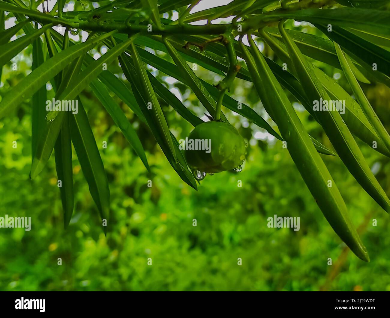 A Beautiful Shot Of Kaner Nerium Oleander Apocynoideae Rose Laurel ...