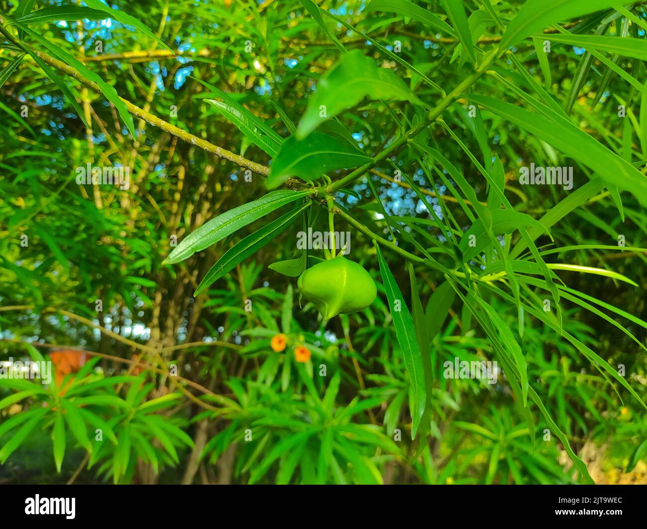 A Beautiful Shot Of Kaner Nerium Oleander Apocynoideae Rose Laurel ...