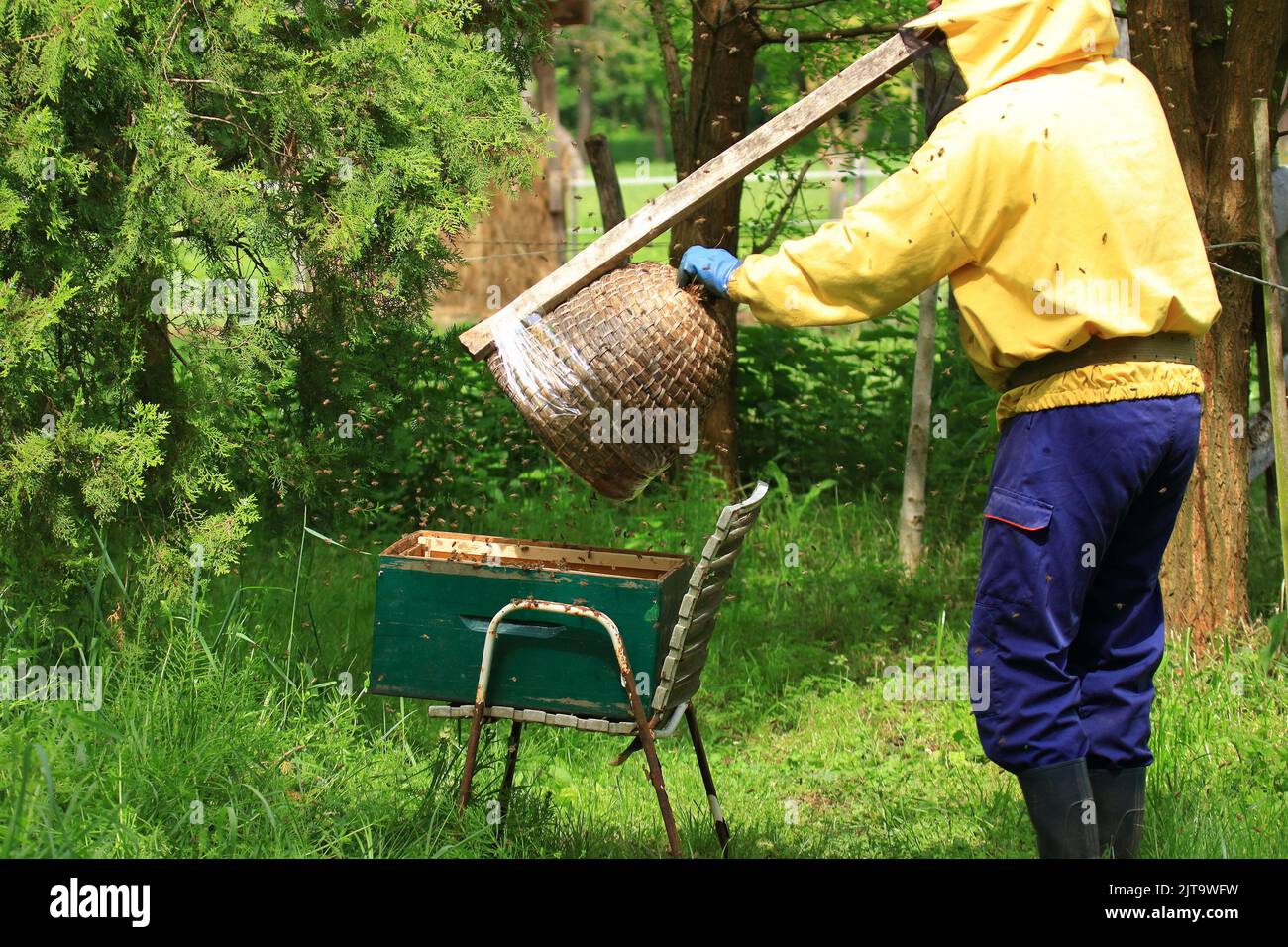 Collecting swarming bees. Beekeeper in action Stock Photo - Alamy