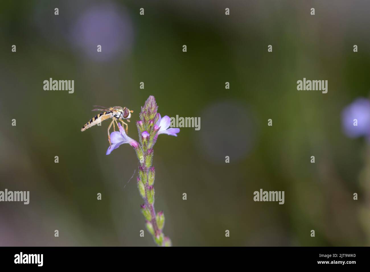 Long hoverfly - Sphaerophoria scripta on a blossom of the common ...