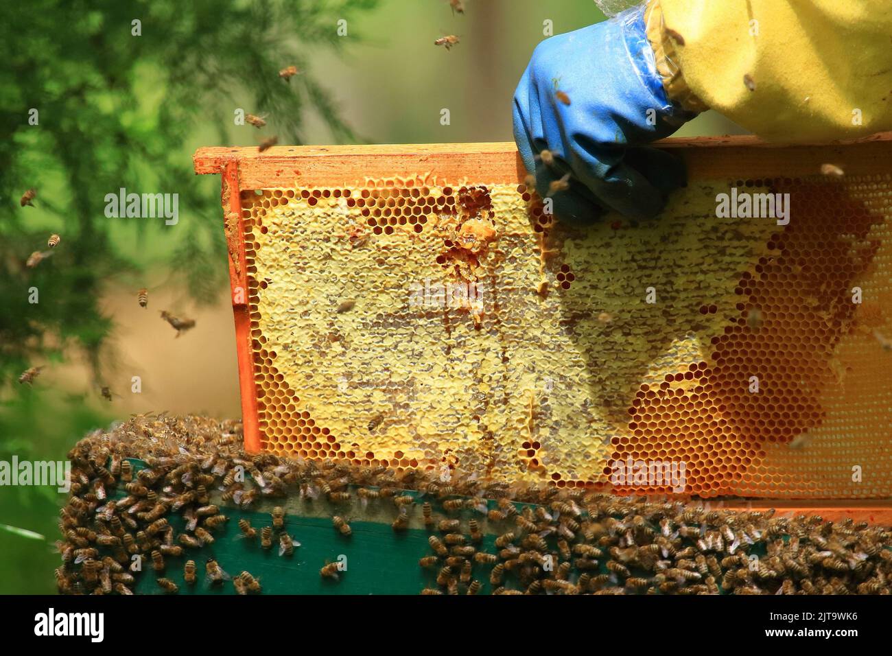 Beekeeper removing honeycomb from beehive Stock Photo - Alamy