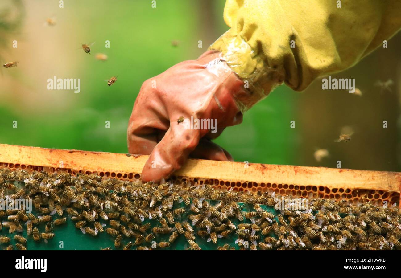 Removing wax from beekeeping hi-res stock photography and images - Alamy