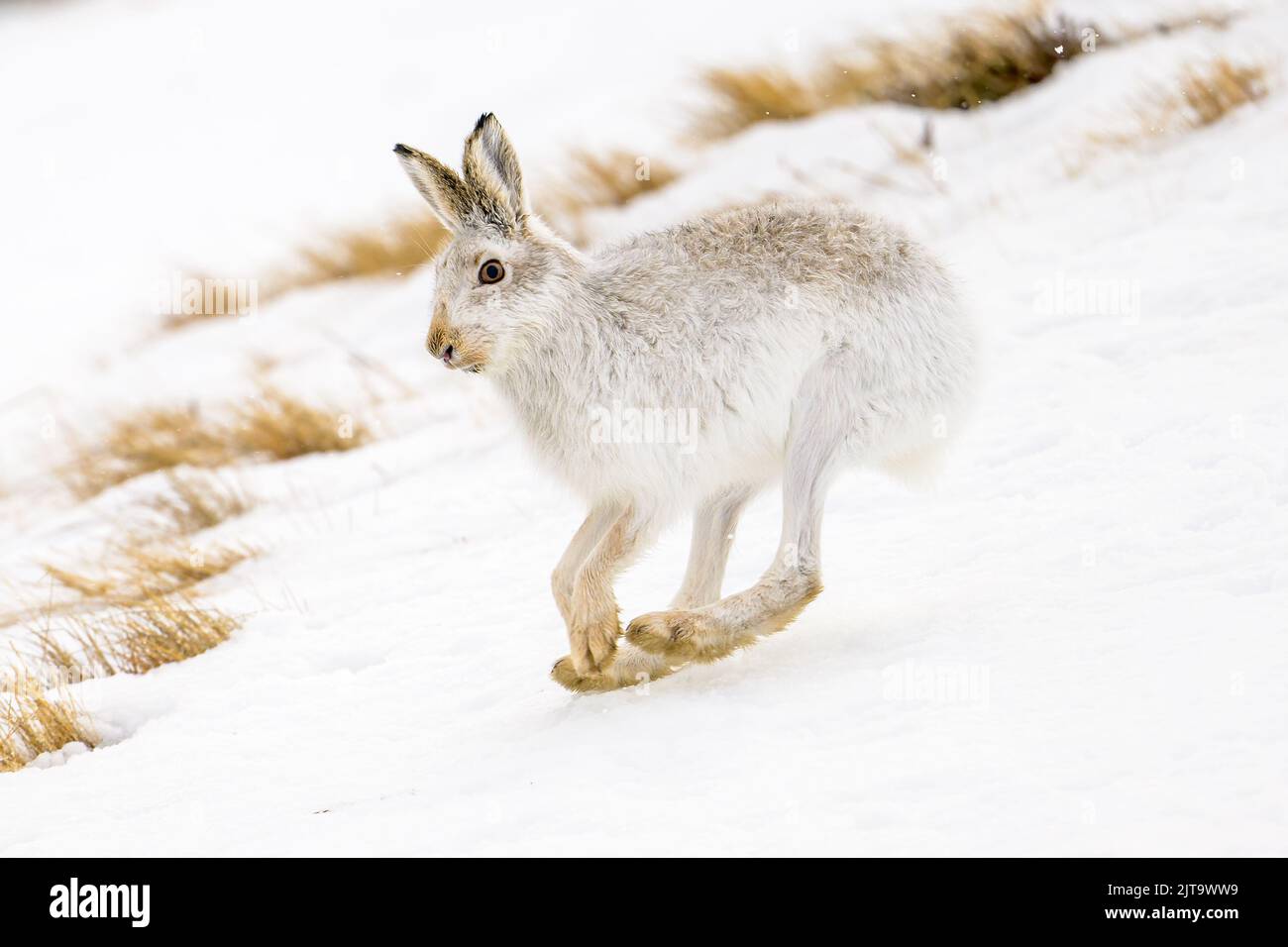 Running white rabbit hi-res stock photography and images - Alamy