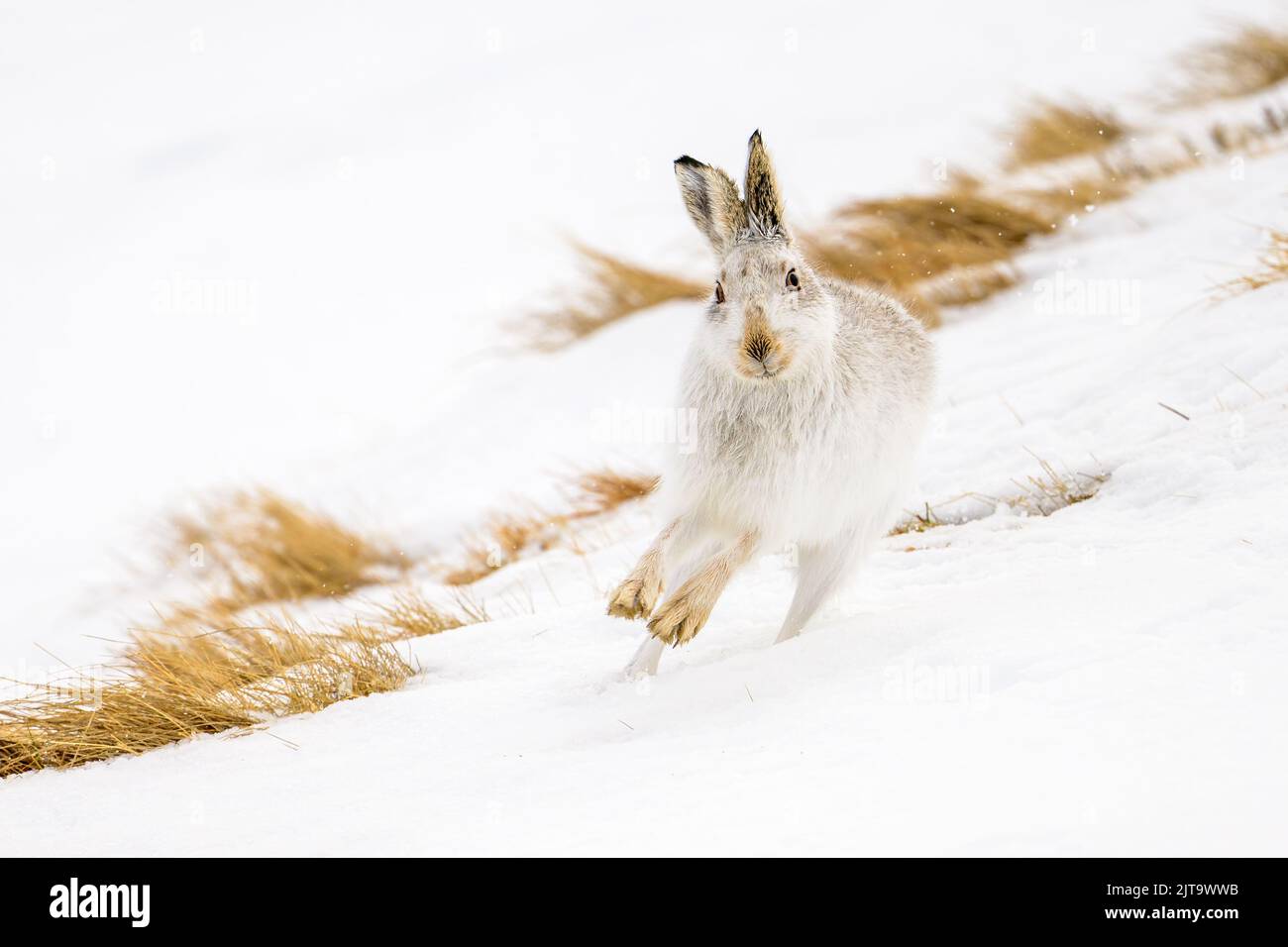Leaping rabbit hi-res stock photography and images - Alamy