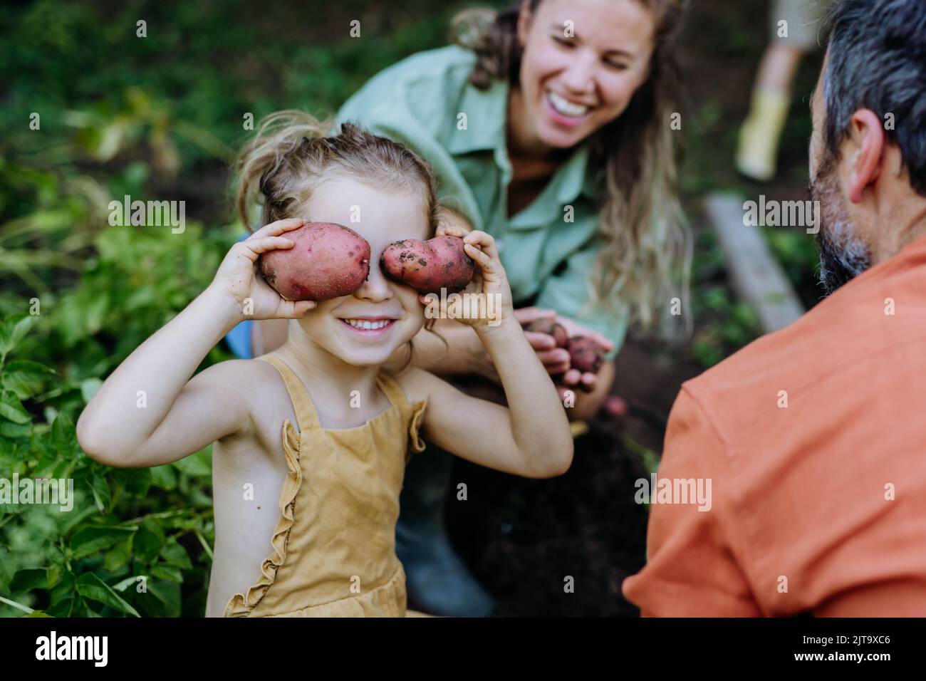 Farmer family harvesting potatoes in garden in summer Stock Photo - Alamy