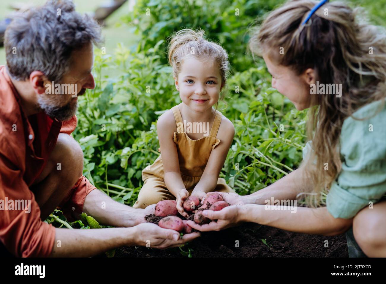 Farmer family harvesting potatoes together in garden in summer Stock Photo - Alamy