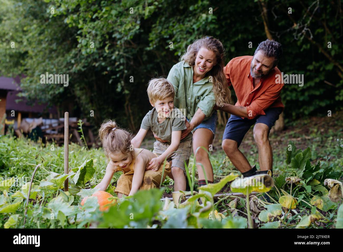 (farmer) (pumpkin) (plant) (summer) hi-res stock photography and images - Alamy