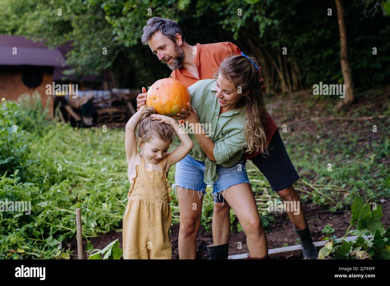Farmer family harvesting pumpkins together in garden in summer Stock Photo - Alamy
