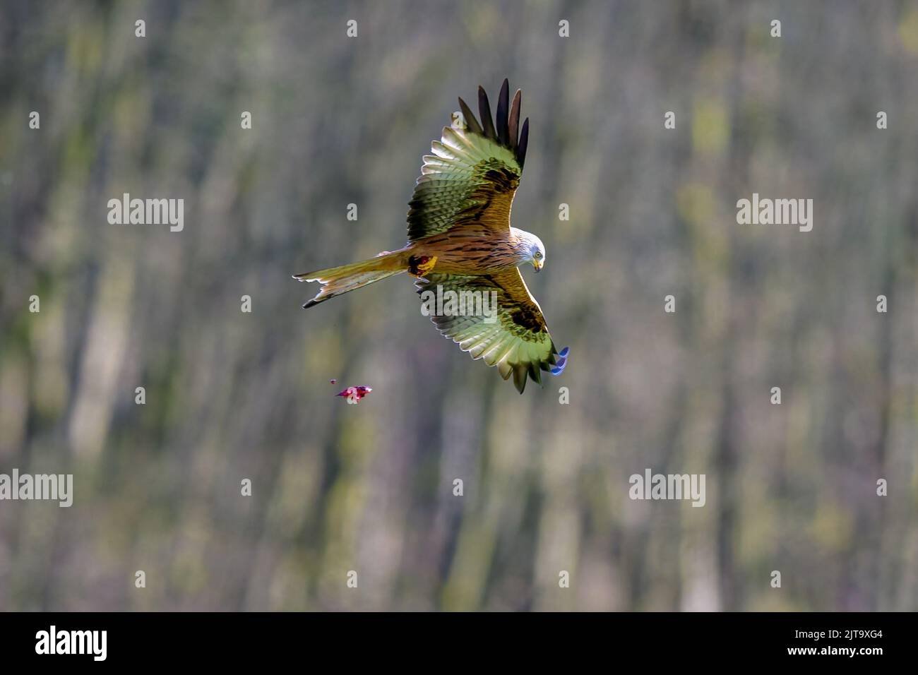 A red kite flying in the air in the forest and dropping the prey Stock ...