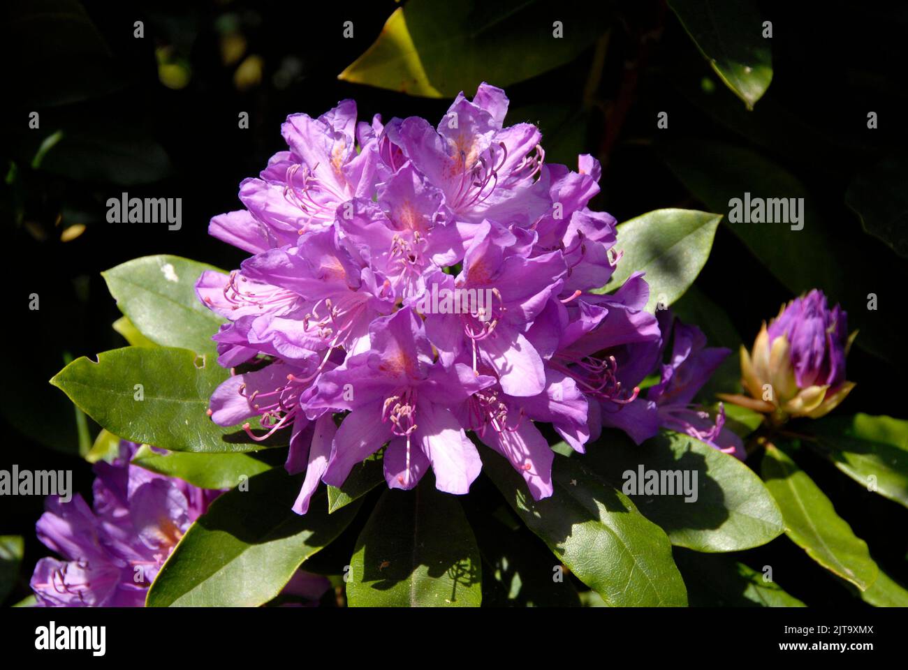 Mauve Rhododendron in sunshine Stock Photo - Alamy