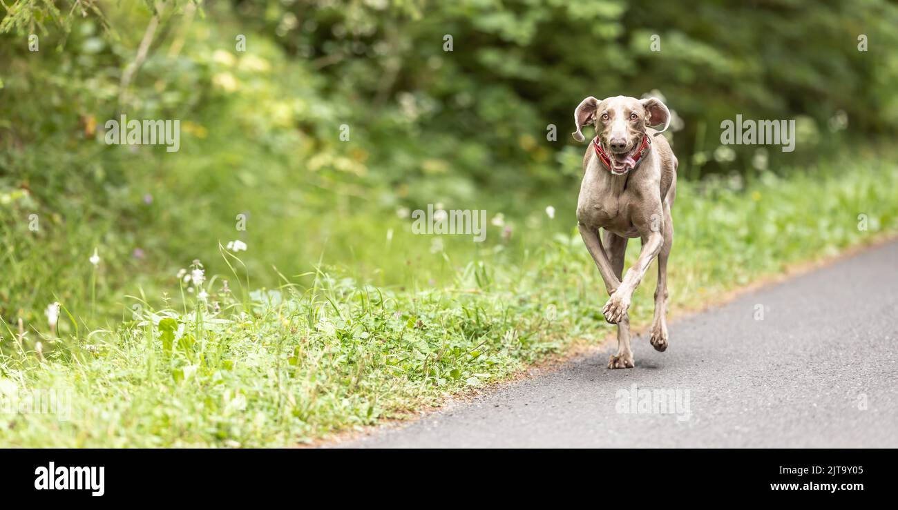 Wymeraner hi-res stock photography and images - Alamy