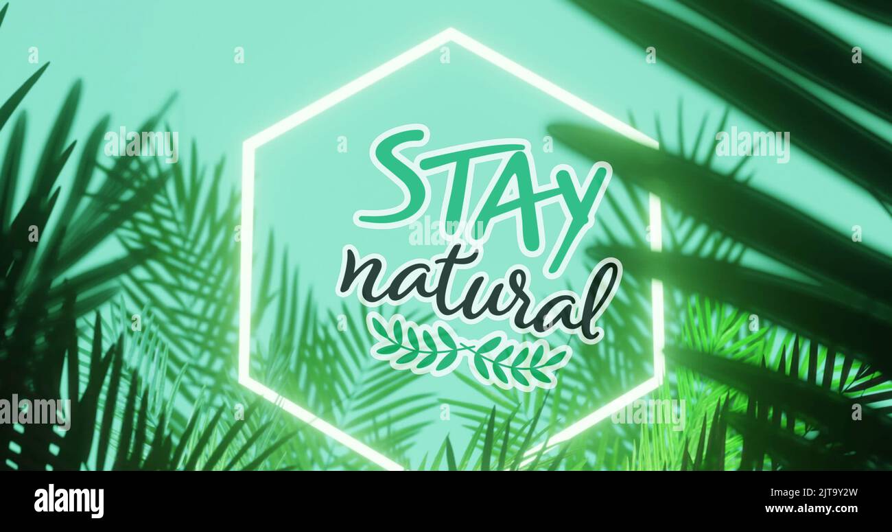 Image of stay natural text and logo in white hexagon, with palm leaves ...