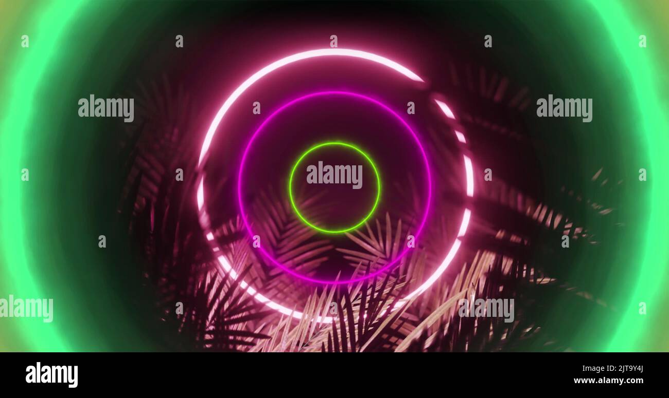 Image of colourful neon rings processing over palm leaves on black background Stock Photo - Alamy