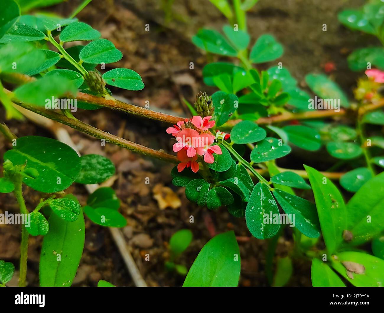 A Birdsville Indigo Indigofera Linnaei Nine Leaved Indigo Bhonyagali ...