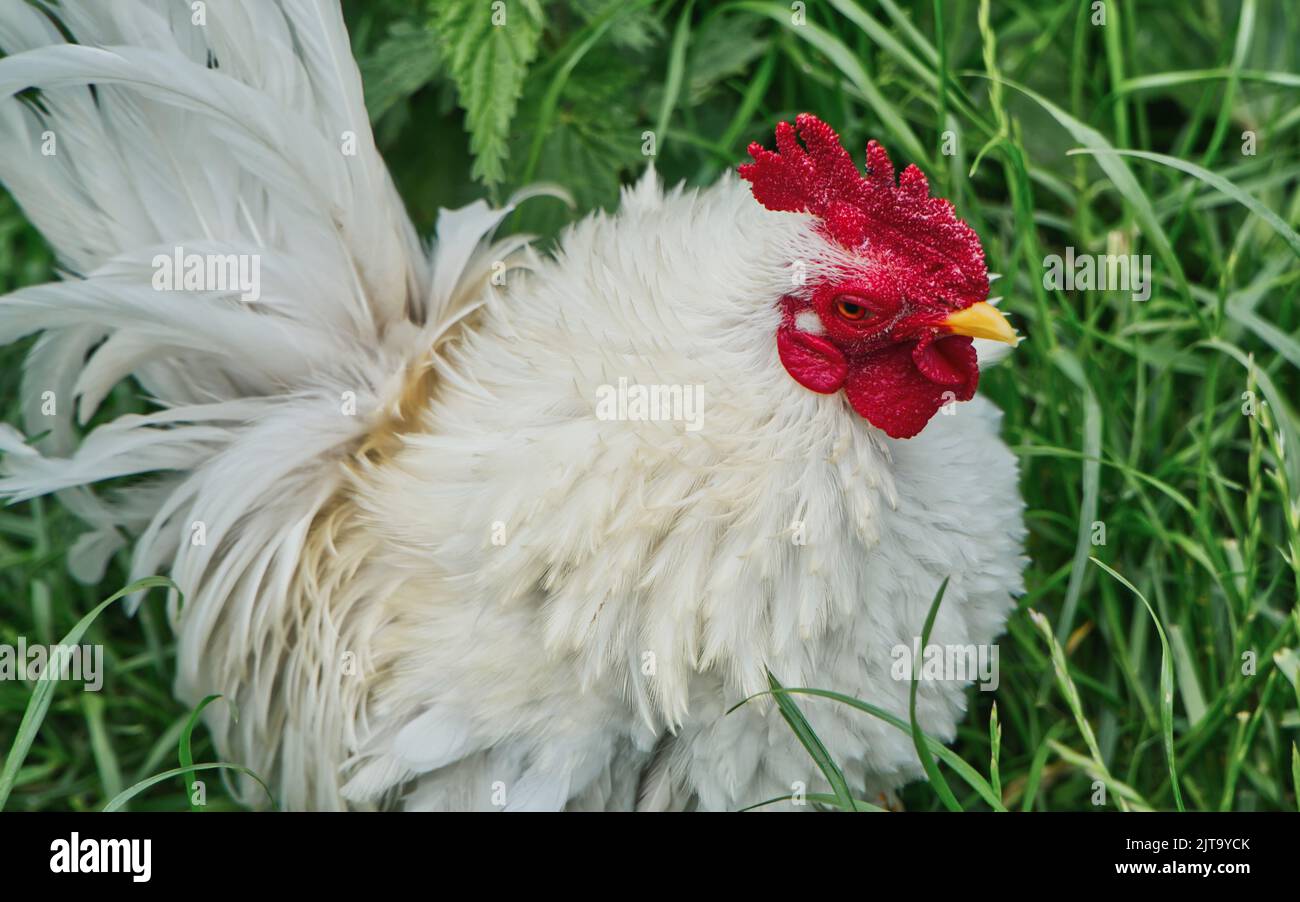 a closeup of a white frizzle chicken with red mullet sitting in the ...