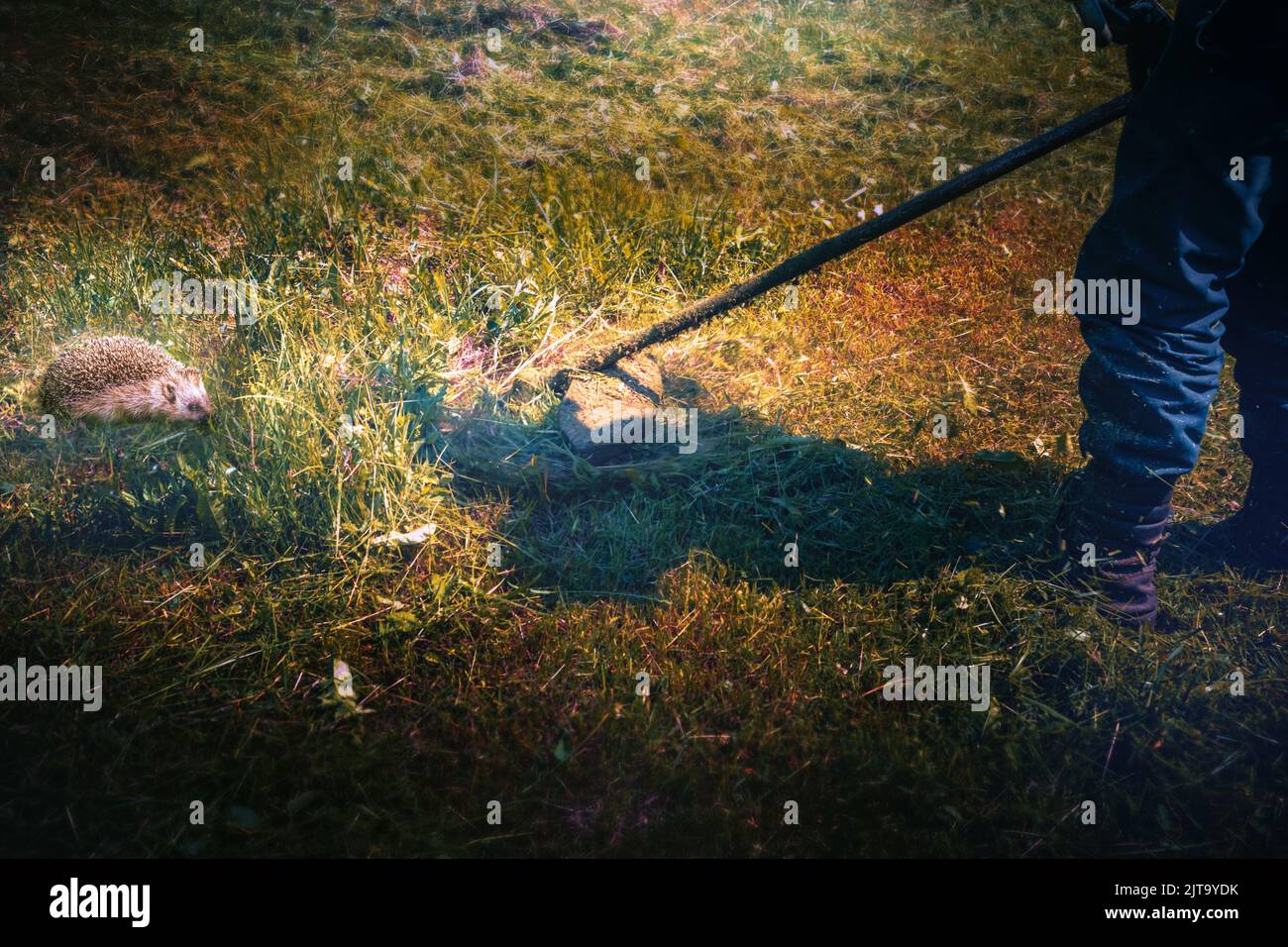 Hedgehog lawn mower hi-res stock photography and images - Alamy
