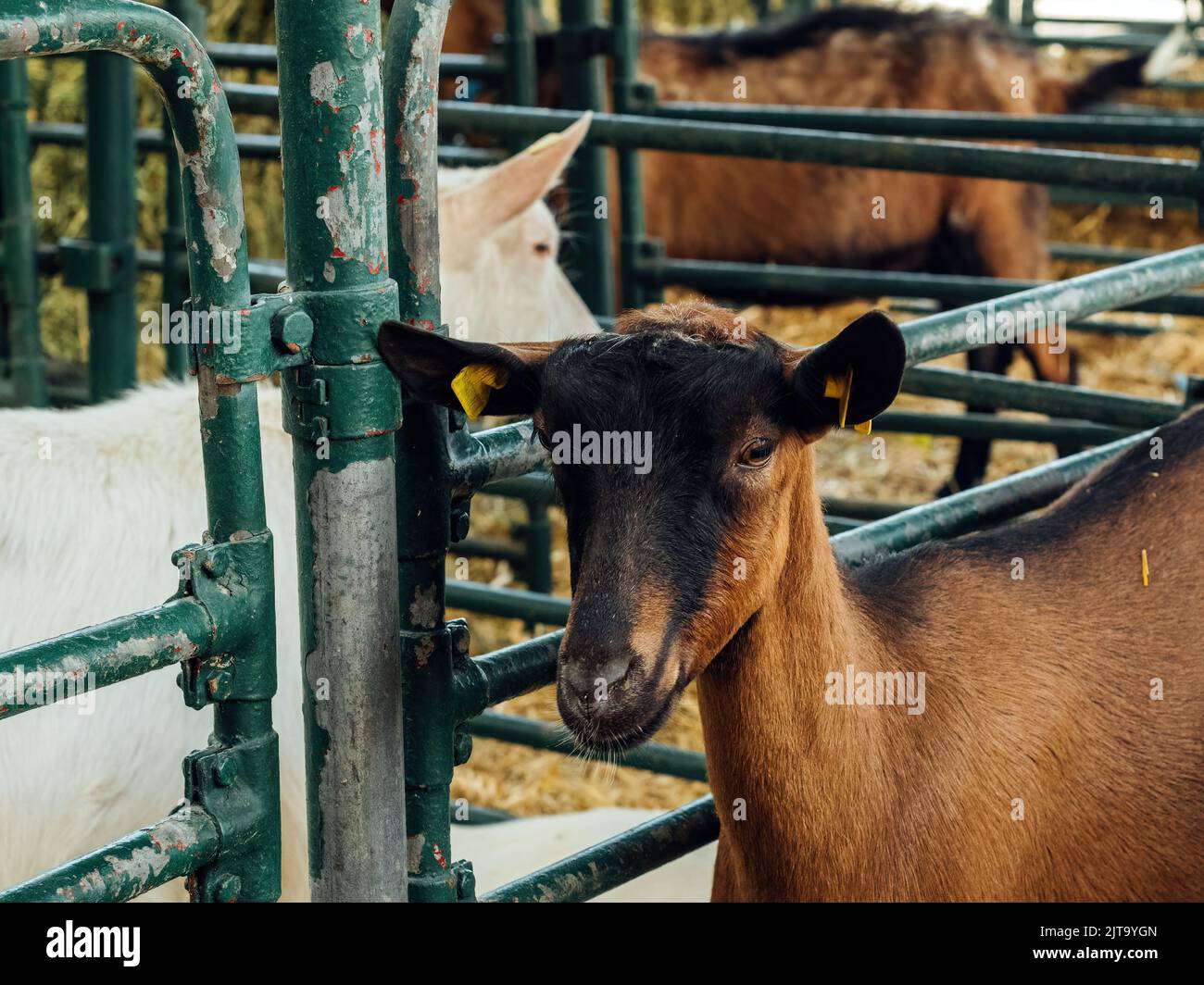 Domestic goat in ranch pen, selective focus Stock Photo - Alamy