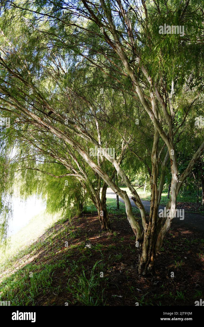 Lake Landscape Tree Stock Photo - Alamy