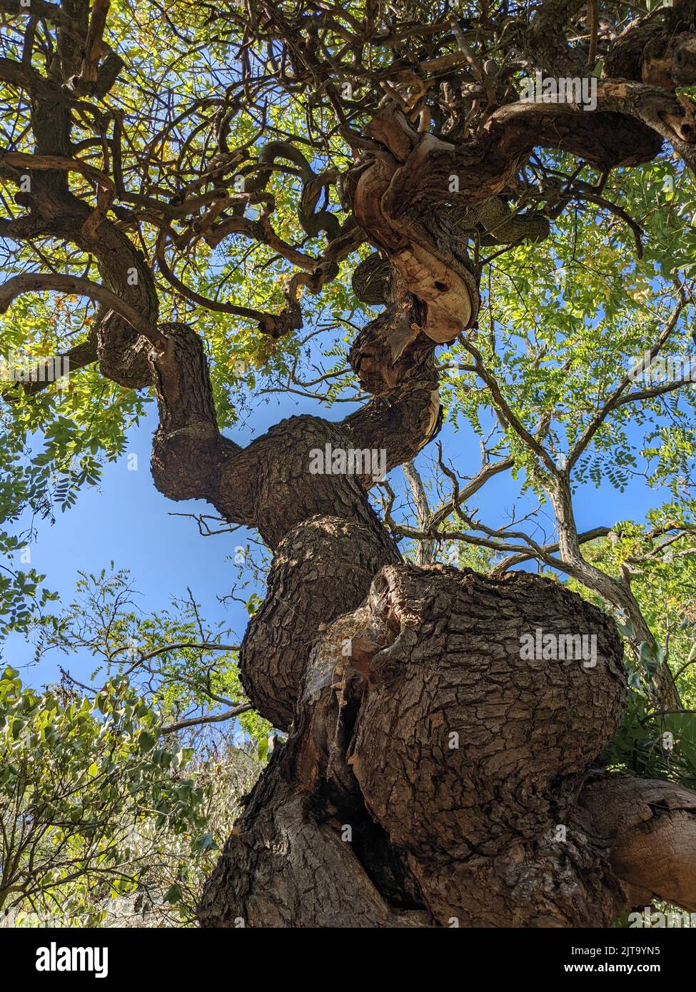 A vertical low-angle shot of a Robinia tree with a curly trunk Stock ...