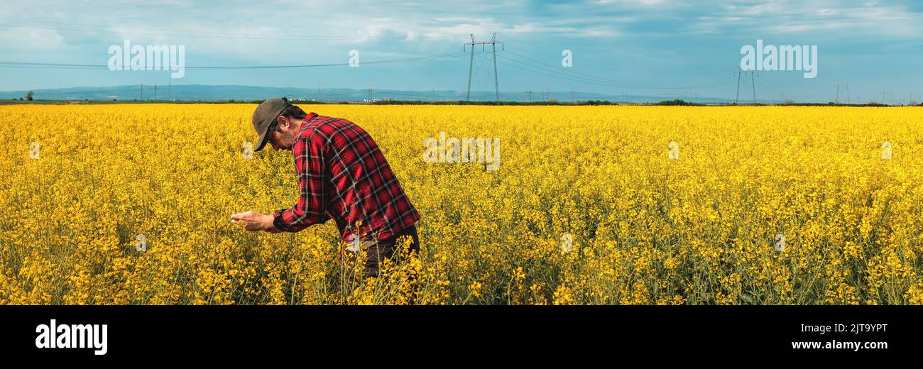 Farm worker wearing red plaid shirt and trucker's hat standing in ...