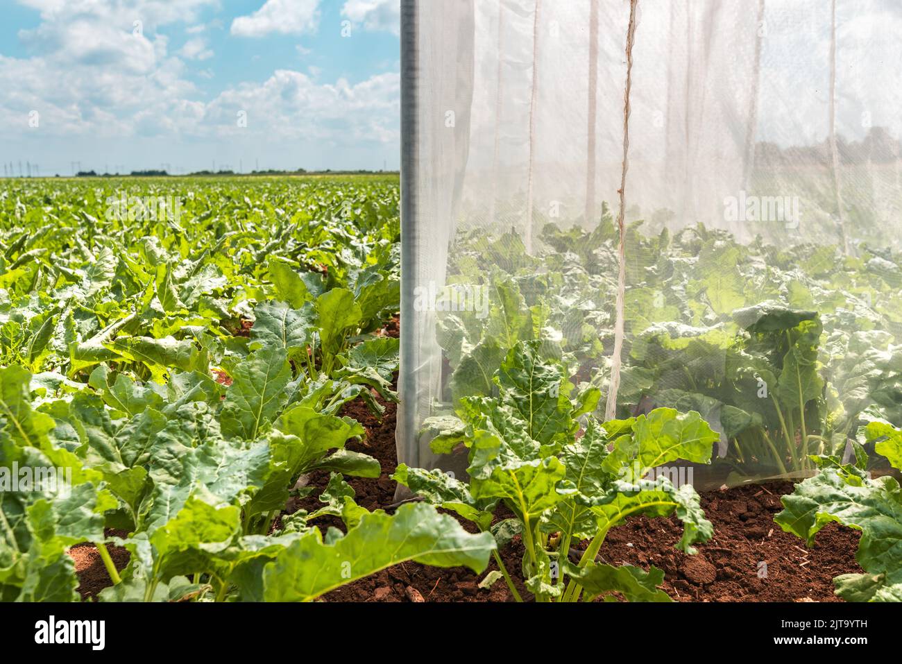 Pollination tent hi-res stock photography and images - Alamy