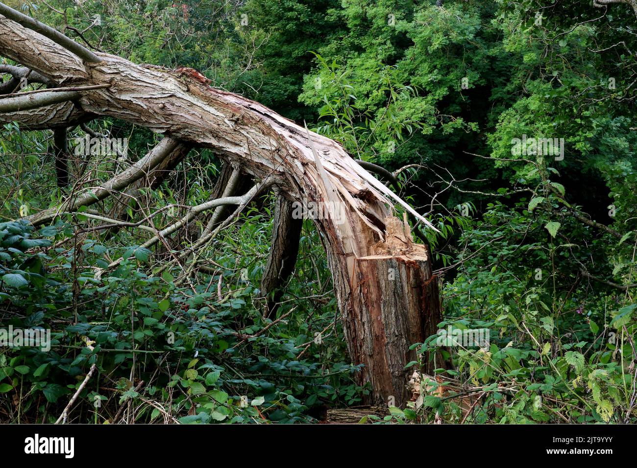Cut and split tree trunk in a rural forest location Stock Photo - Alamy