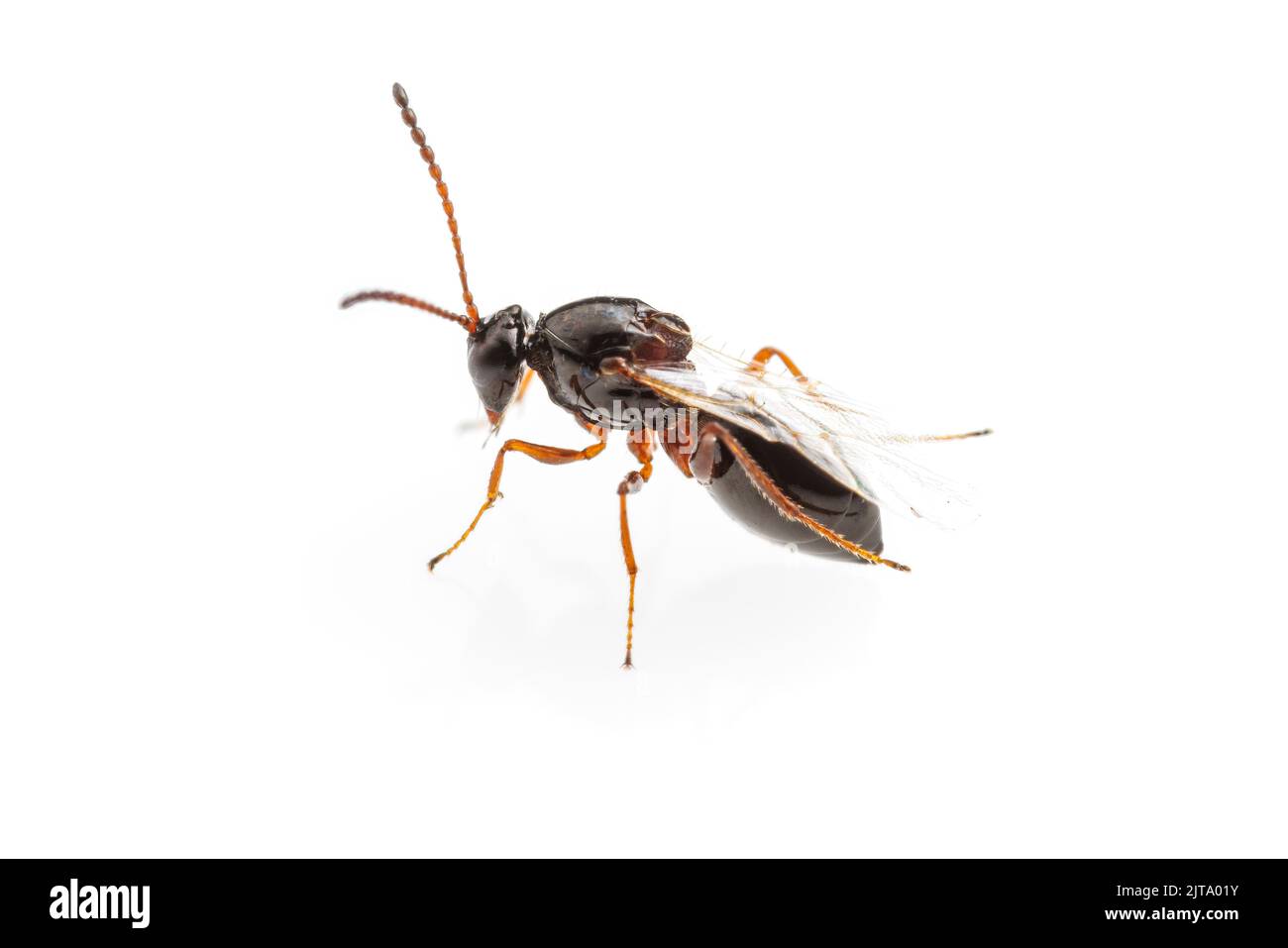 A figitid wasp (Eucoilinae), a primary koinobiont endoparasitoid ...